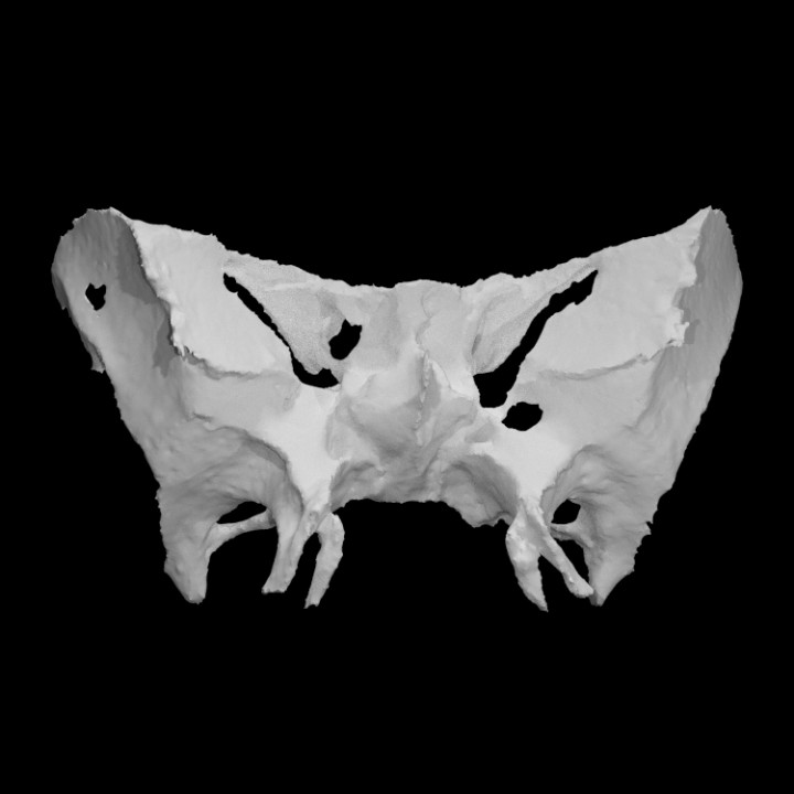 3D Printable Human sphenoid by Virtual Curation Lab