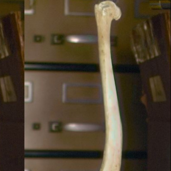 3D Printable Right humerus of a fox by Virtual Curation Lab