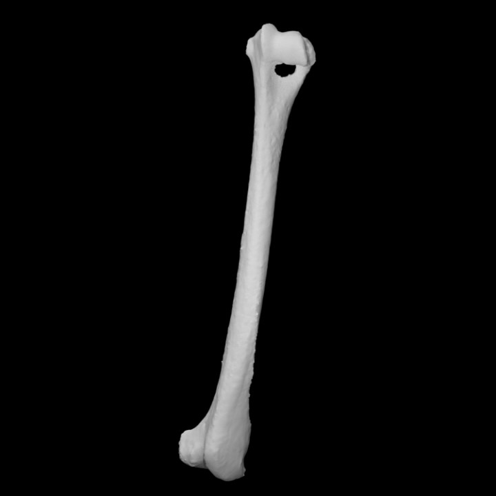 3D Printable Right humerus of a fox by Virtual Curation Lab