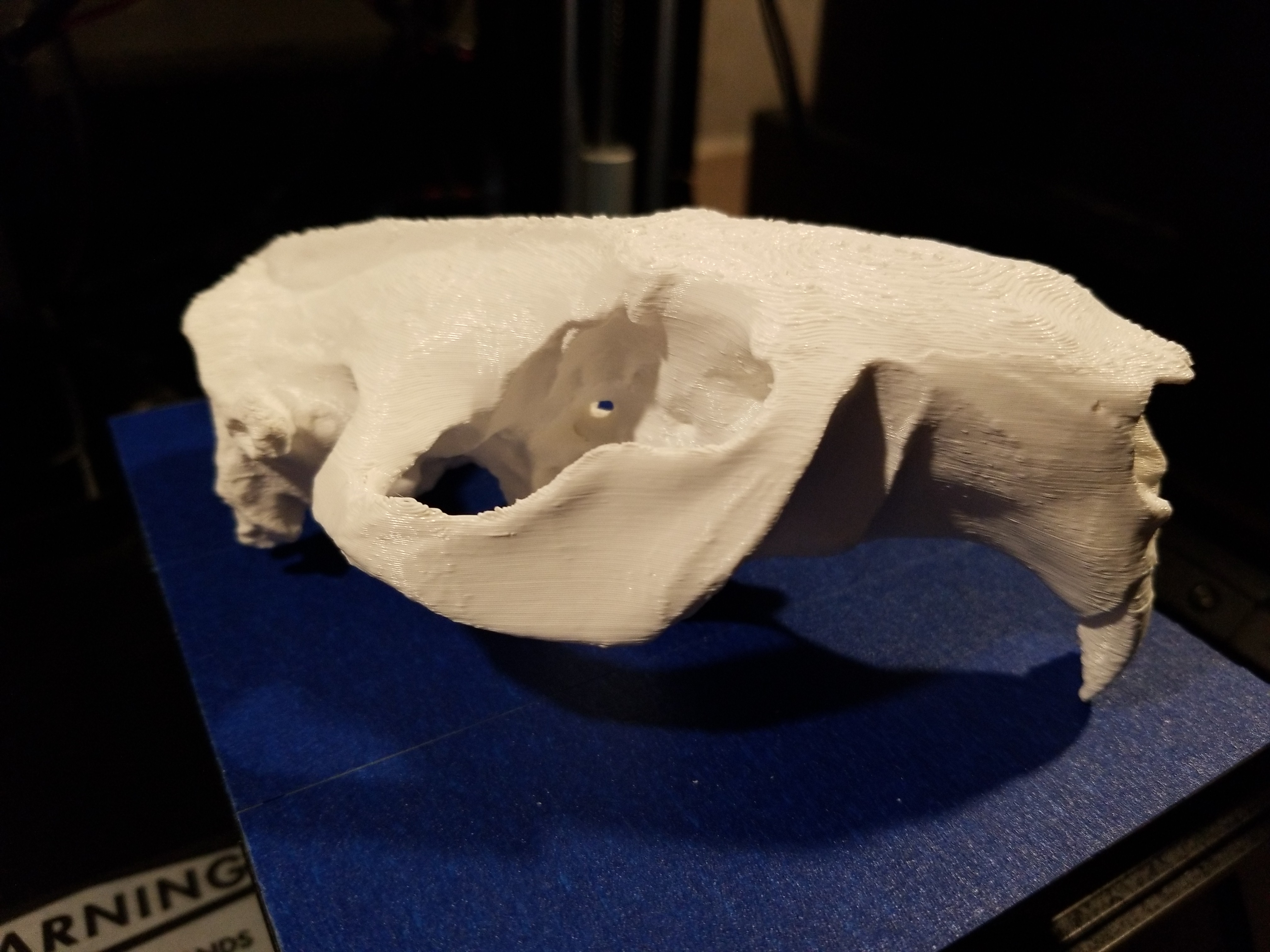 3D Printable 3001 Beaver Skull by Virtual Curation Lab