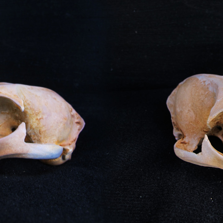 3D Print of Bobcat Skull by loicriou1