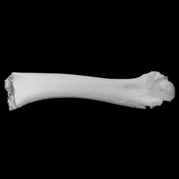 3D Printable Duck Bone by Virtual Curation Lab
