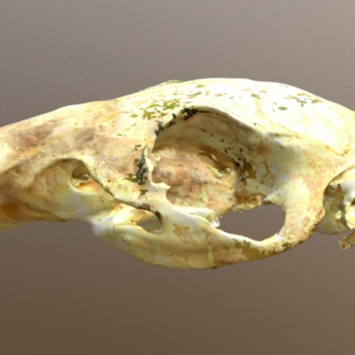 3D Printable Guinea Pig Skull by Virtual Curation Lab