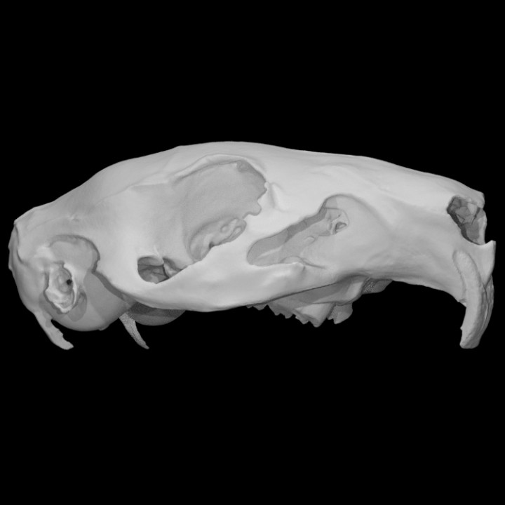 3D Printable Guinea Pig Skull by Virtual Curation Lab