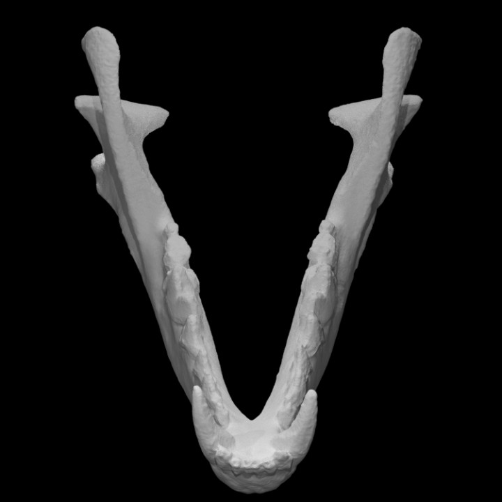 3D Printable Red Fox Mandible by Virtual Curation Lab