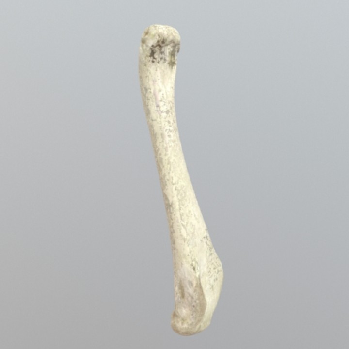 3D Printable Turkey Humerus, Right by Virtual Curation Lab