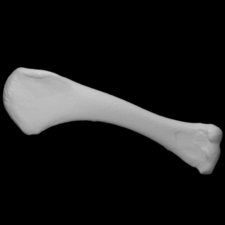 3D Printable Turkey Humerus, Right by Virtual Curation Lab