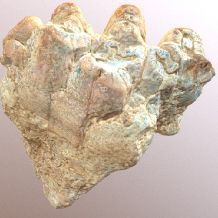 3D Printable USNM V 10875 Cuvieronius molar by Virtual Curation Lab