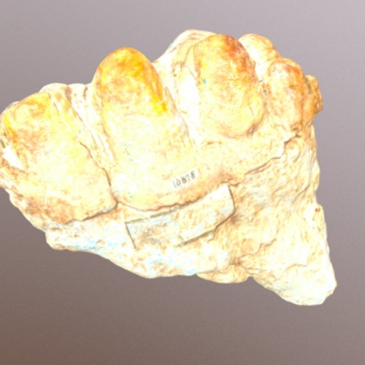 3D Printable USNM V 10875 Cuvieronius molar by Virtual Curation Lab
