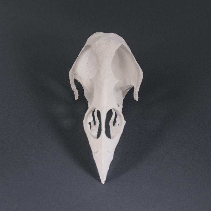 3D Printable Chicken Skull by Devin Enrique Büchele de Montes