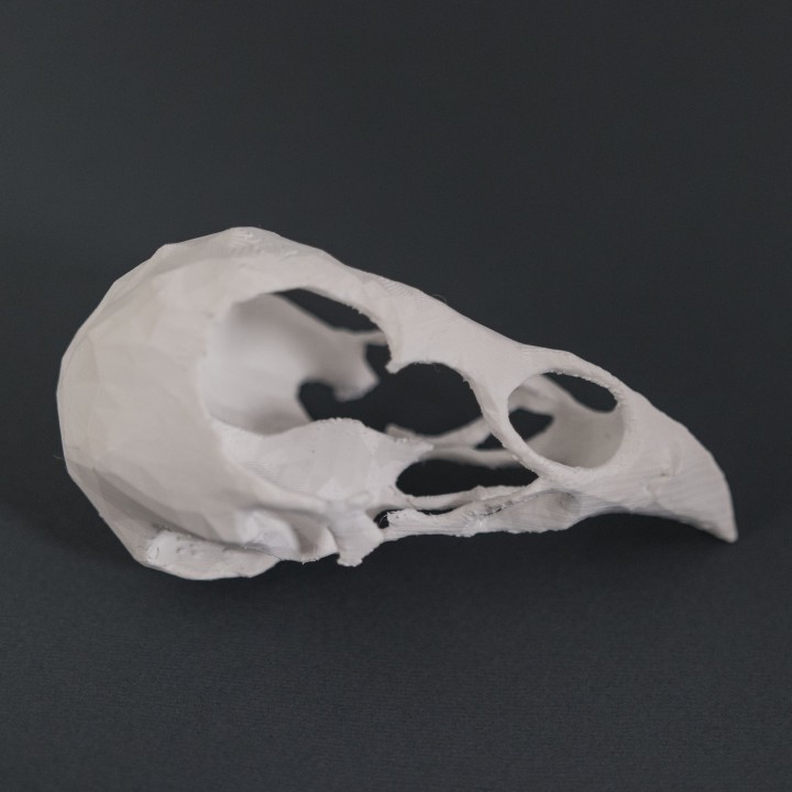 3D Printable Chicken Skull by Devin Enrique Büchele de Montes