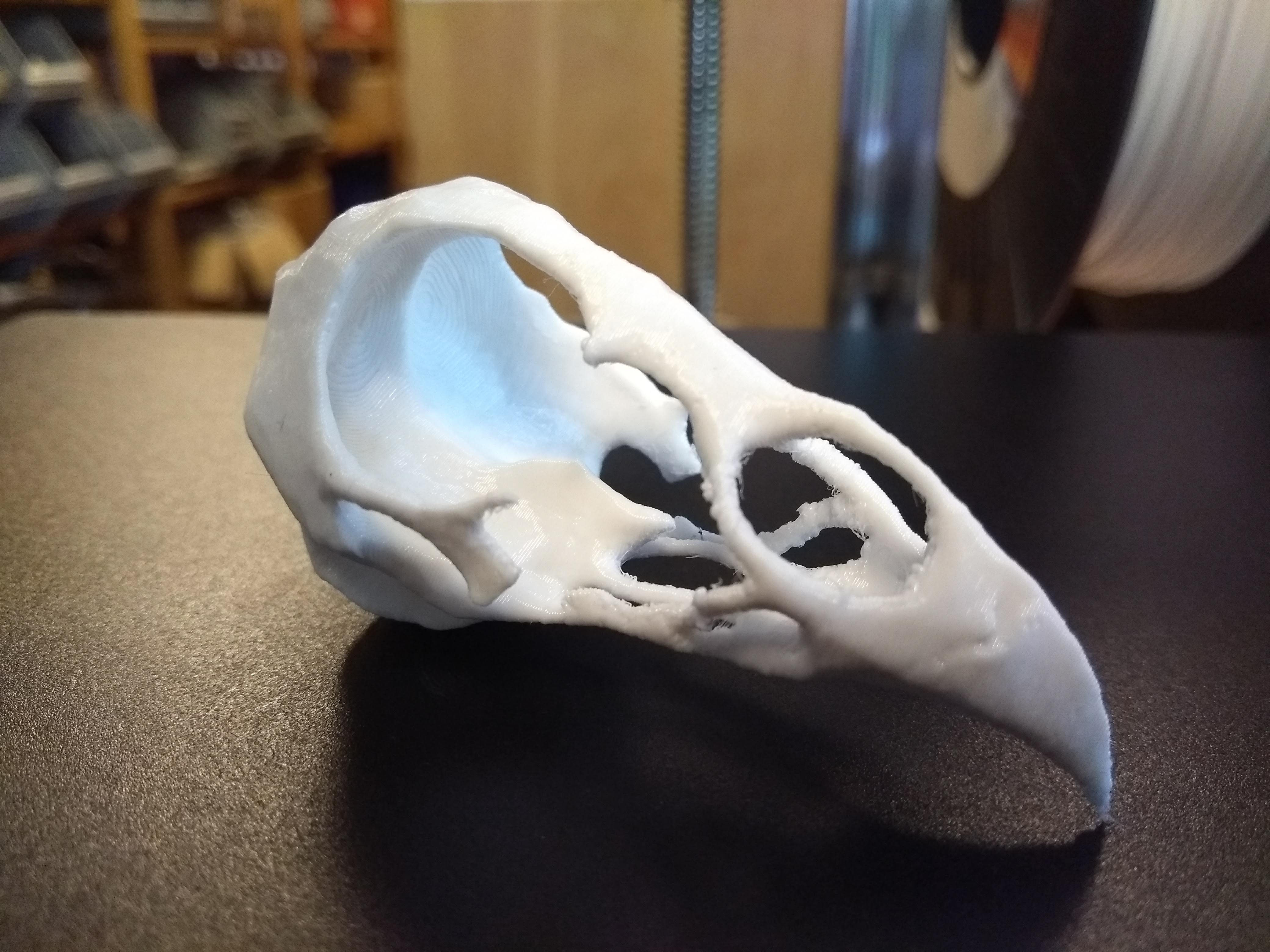 3D Printable Chicken Skull by Devin Enrique Büchele de Montes