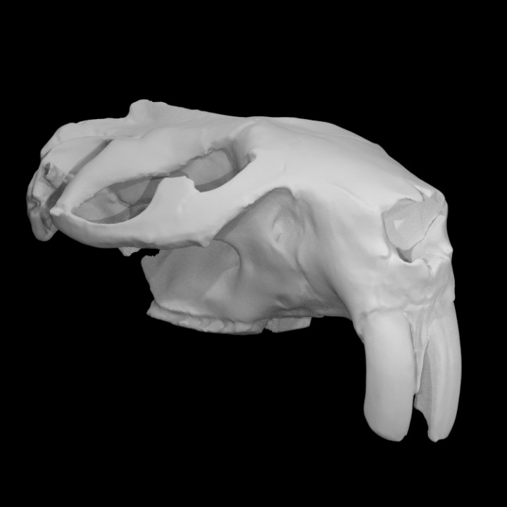 3D Printable Giant Beaver Skull by Virtual Curation Lab