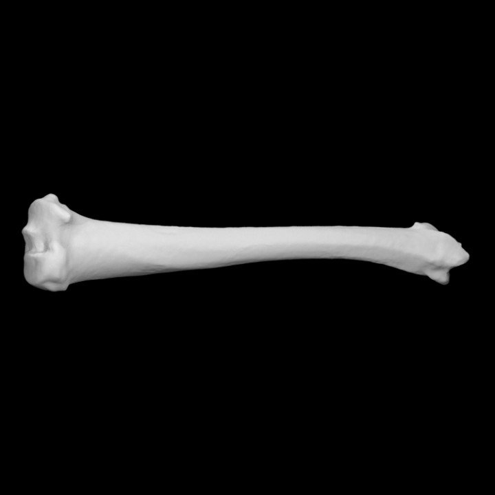 3D Printable Guinea pig right tibia by Virtual Curation Lab