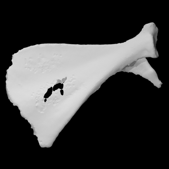 3D Printable Guinea pig scapula by Virtual Curation Lab