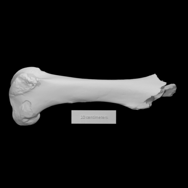 3D Printable Right Horse Femur by Virtual Curation Lab