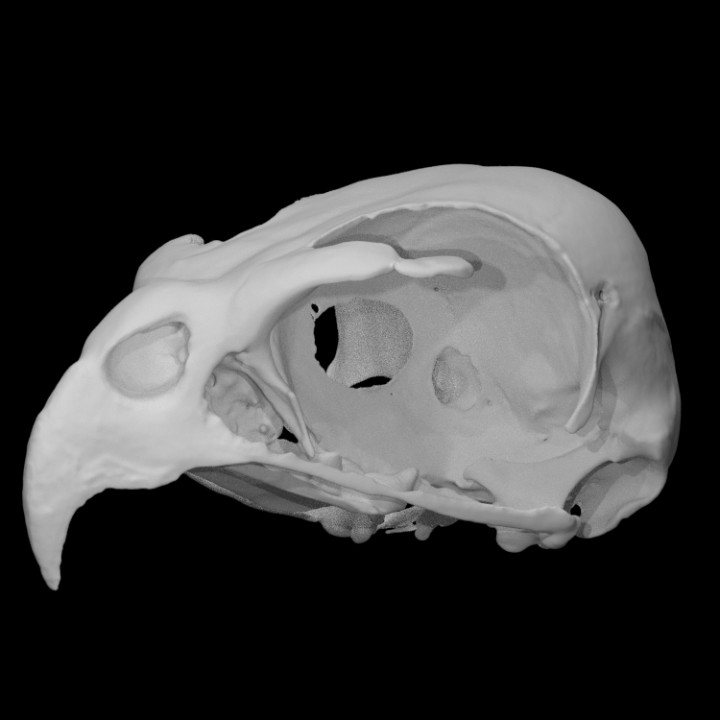 3D Printable Sharp Shinned Hawk Skull by Virtual Curation Lab