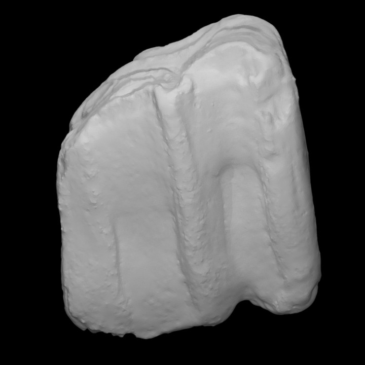 3D Printable Equus Lambei Molar by Virtual Curation Lab
