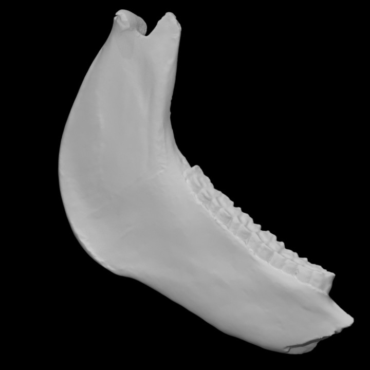 3D Printable Equus Lambei Jaw by Virtual Curation Lab