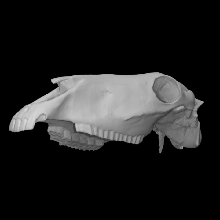 3D Printable Equus Lambei Skull by Virtual Curation Lab