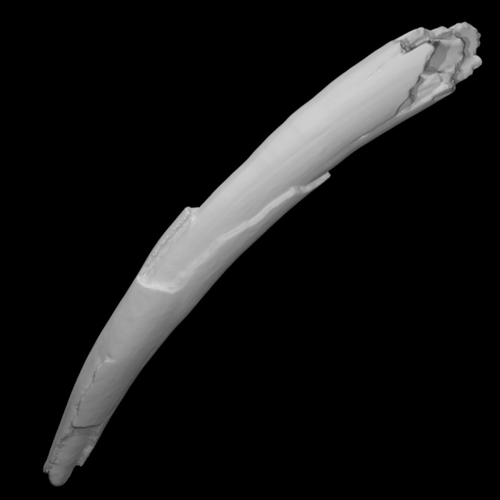 3D Printable Ice Age Proboscidean Tusk by Virtual Curation Lab