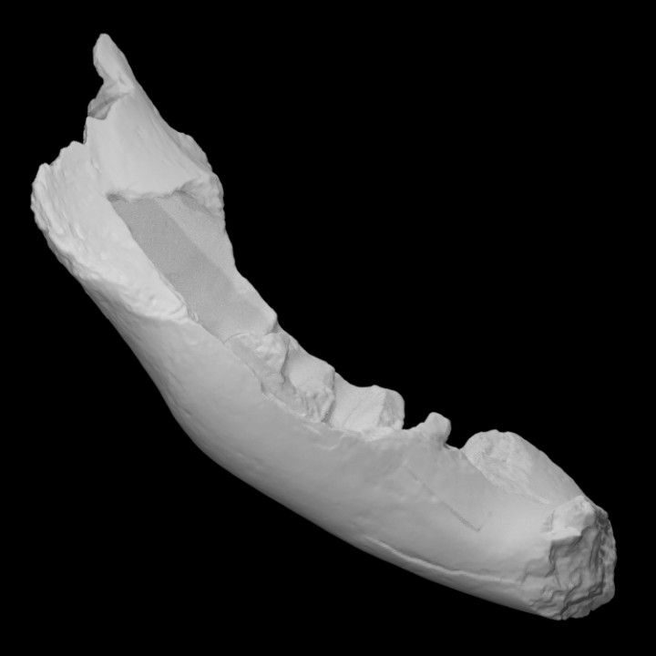 3D Printable Mastodon Mandible by Virtual Curation Lab