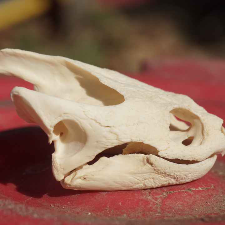 3D Printable Snapping Turtle Skull by Jeremy