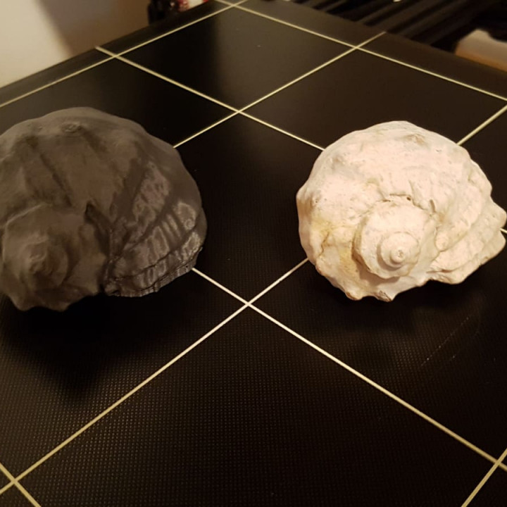 3D Printable The ultimate seashell by 《scew