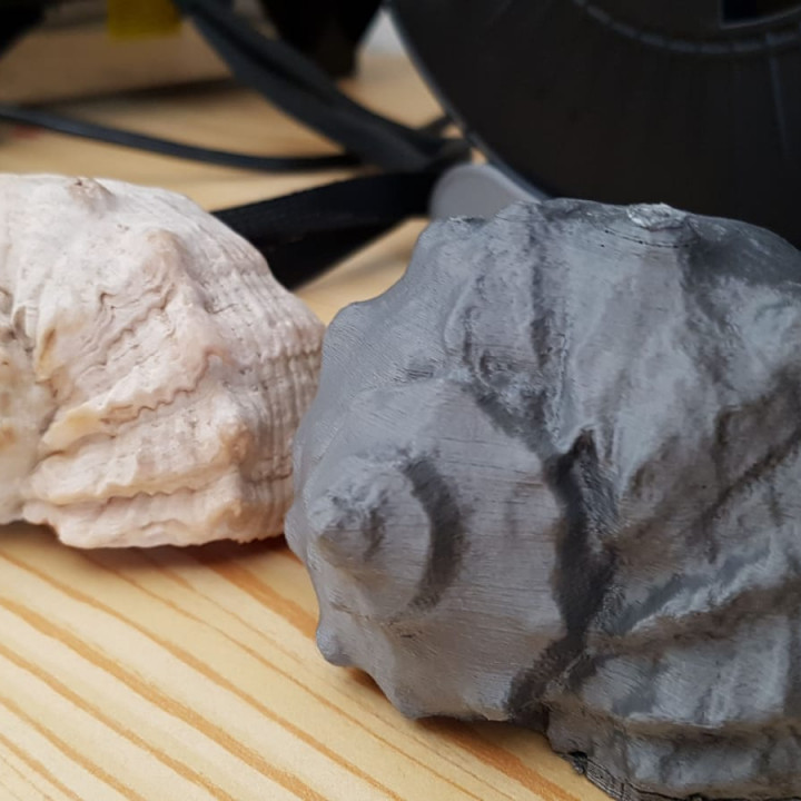 3D Printable The ultimate seashell by 《scew