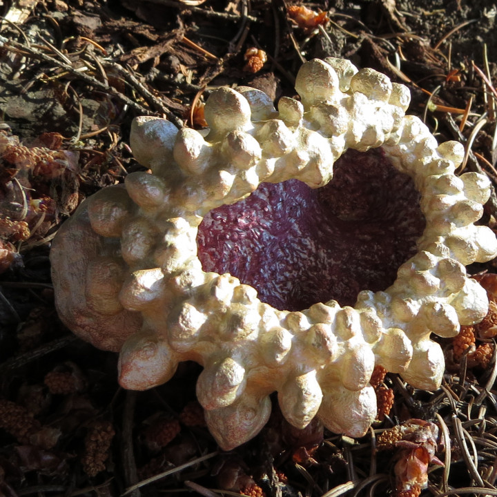 3D Printable Spike Clam - 3D fractal curiosity by Don Whitaker