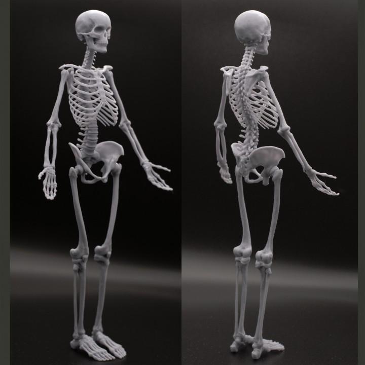 3D Printable Skeleton - Anatomy Reference Figure (Pre-Supported) by ...