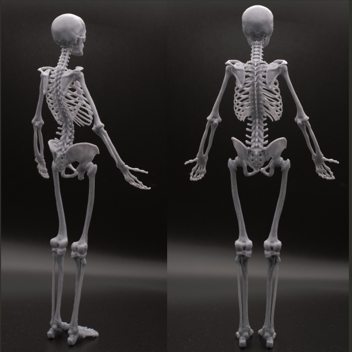 3D Printable Skeleton - Anatomy Reference Figure (Pre-Supported) by ...