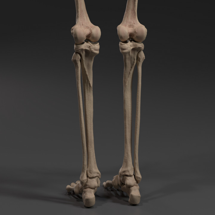3D Printable Skeleton - Anatomy Reference Figure (Pre-Supported) by ...