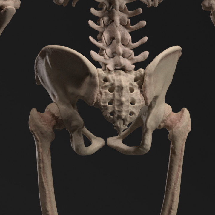 3D Printable Skeleton - Anatomy Reference Figure (Pre-Supported) by ...