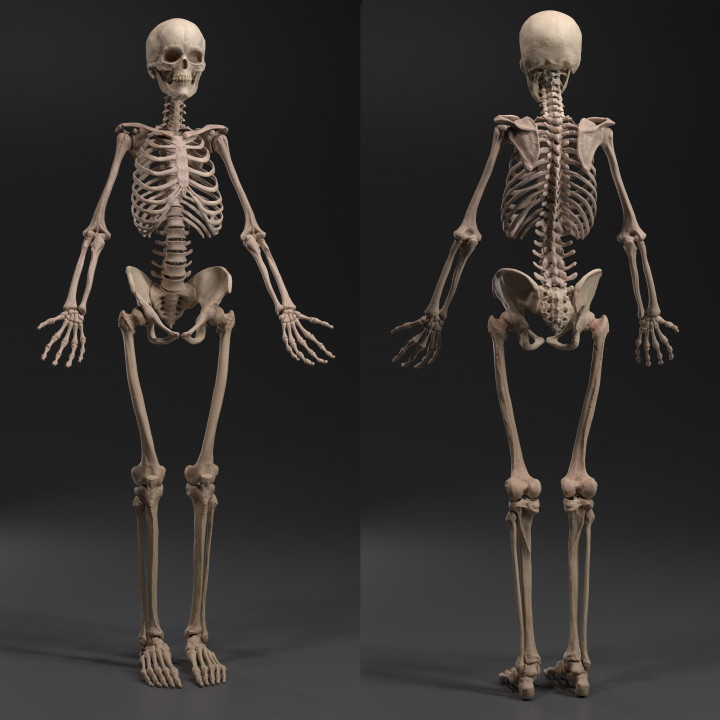 Skeleton Artist Reference Pin By Bob M. Guthrie On Anatomy