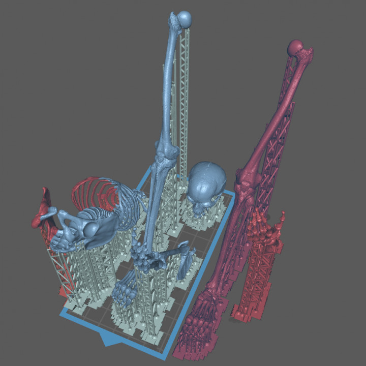 3D Printable Skeleton - Anatomy Reference Figure (Pre-Supported) by ...