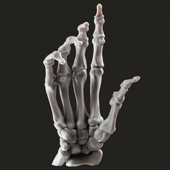 3D Printable Bone Hand Free STL by Black Moon Workshop
