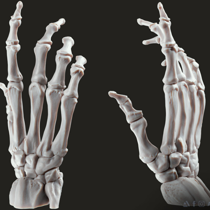 3D Printable Bone Hand Free STL by Black Moon Workshop