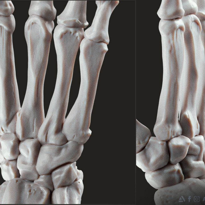 3D Printable Bone Hand Free STL by Black Moon Workshop