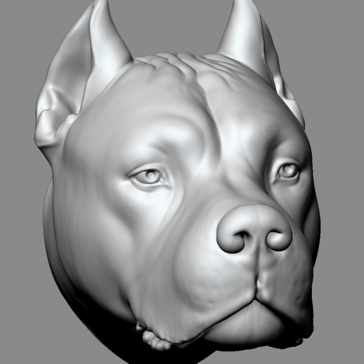 3D Printable Dogo Argentino Head by Art of V