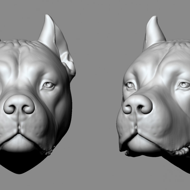 3D Printable Dogo Argentino Head by Art of V