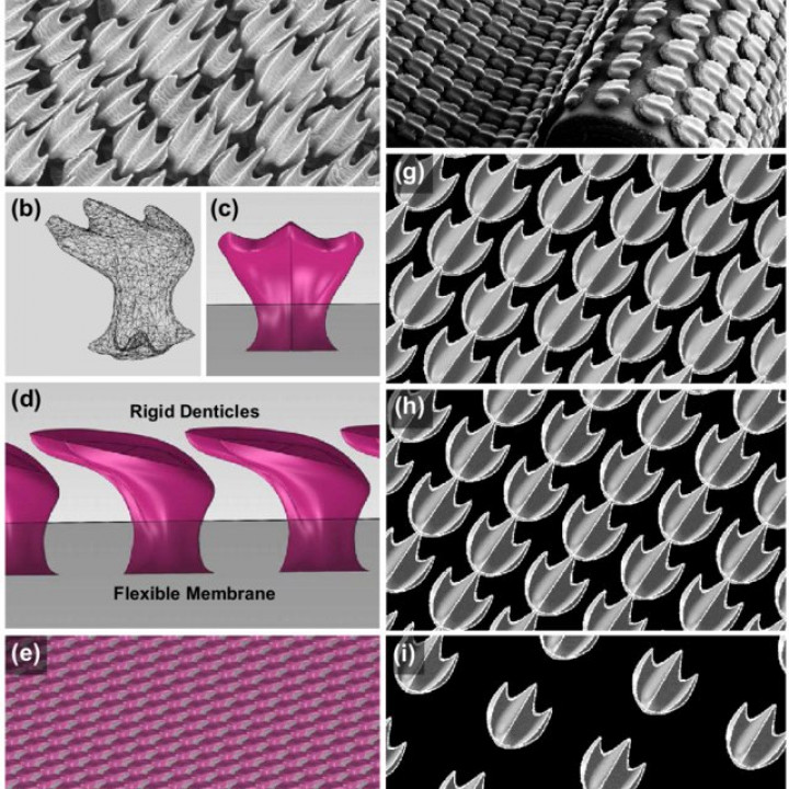 3D Printable Shark Skin Denticle Layout by Brian