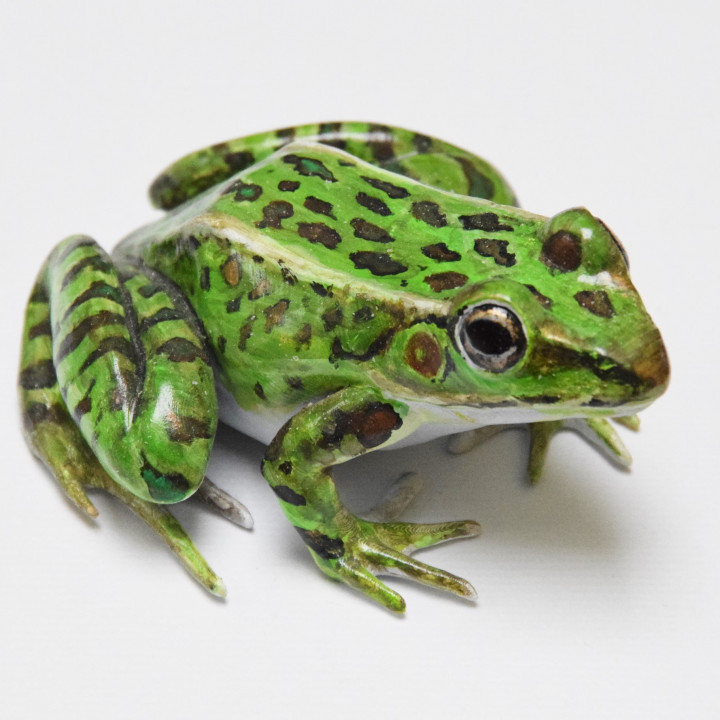 3D Printable Leopard frog (Rana pipiens) by Brian Chan