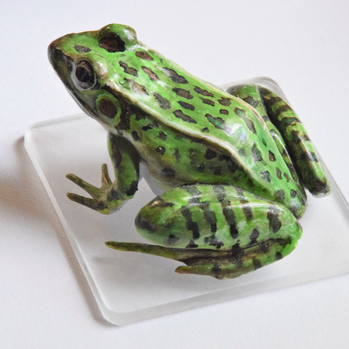 3D Printable Leopard frog (Rana pipiens) by Brian Chan