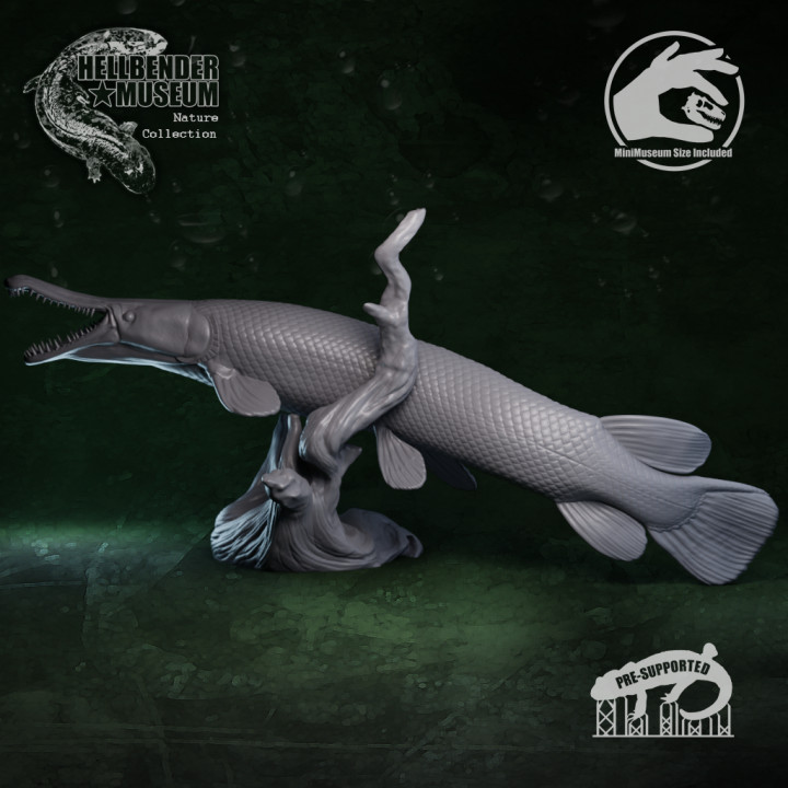 3D Printable Alligator Gar Atractosteus spatula by Hellbender Museum