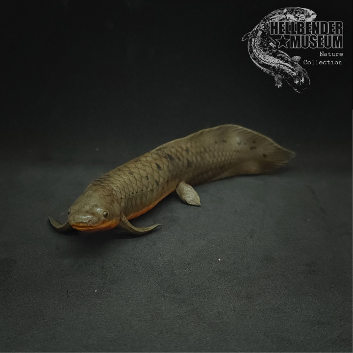 3D Printable Queensland Lungfish Neoceratodus forsteri by Hellbender Museum
