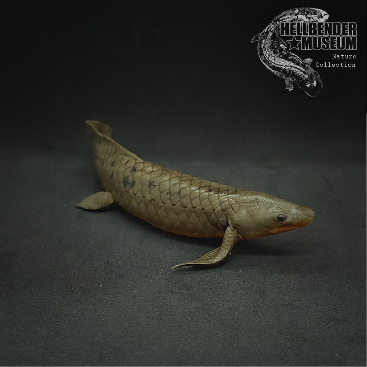 3D Printable Queensland Lungfish Neoceratodus forsteri by Hellbender Museum