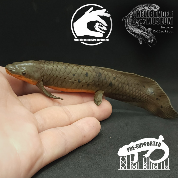 3D Printable Queensland Lungfish Neoceratodus forsteri by Hellbender Museum