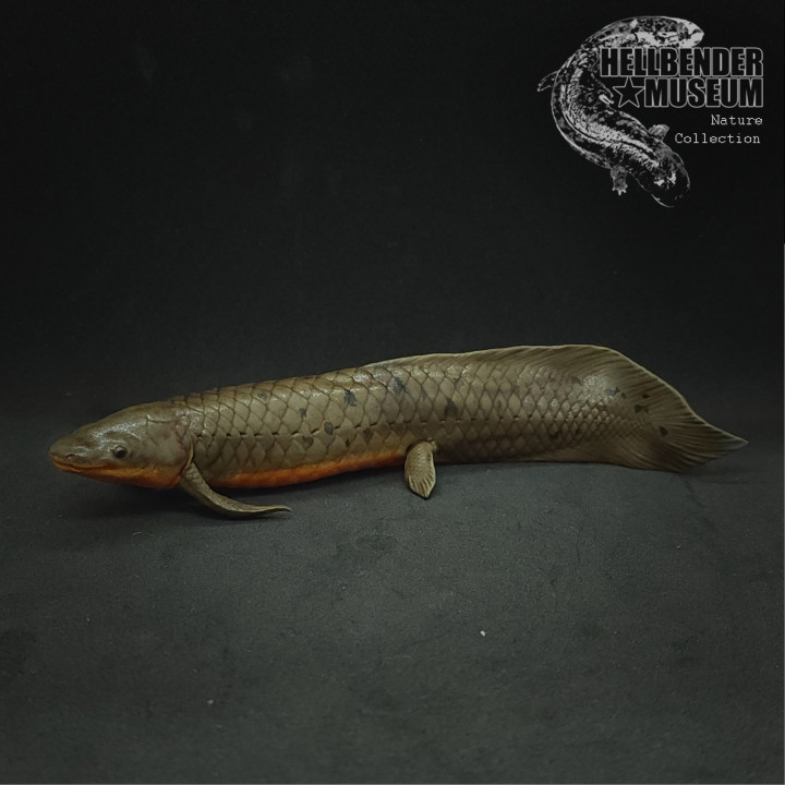 3D Printable Queensland Lungfish Neoceratodus forsteri by Hellbender Museum