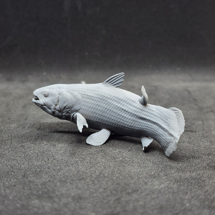 3D Printable Coelacanth Latimeria chalumnae Presupported by Hellbender ...